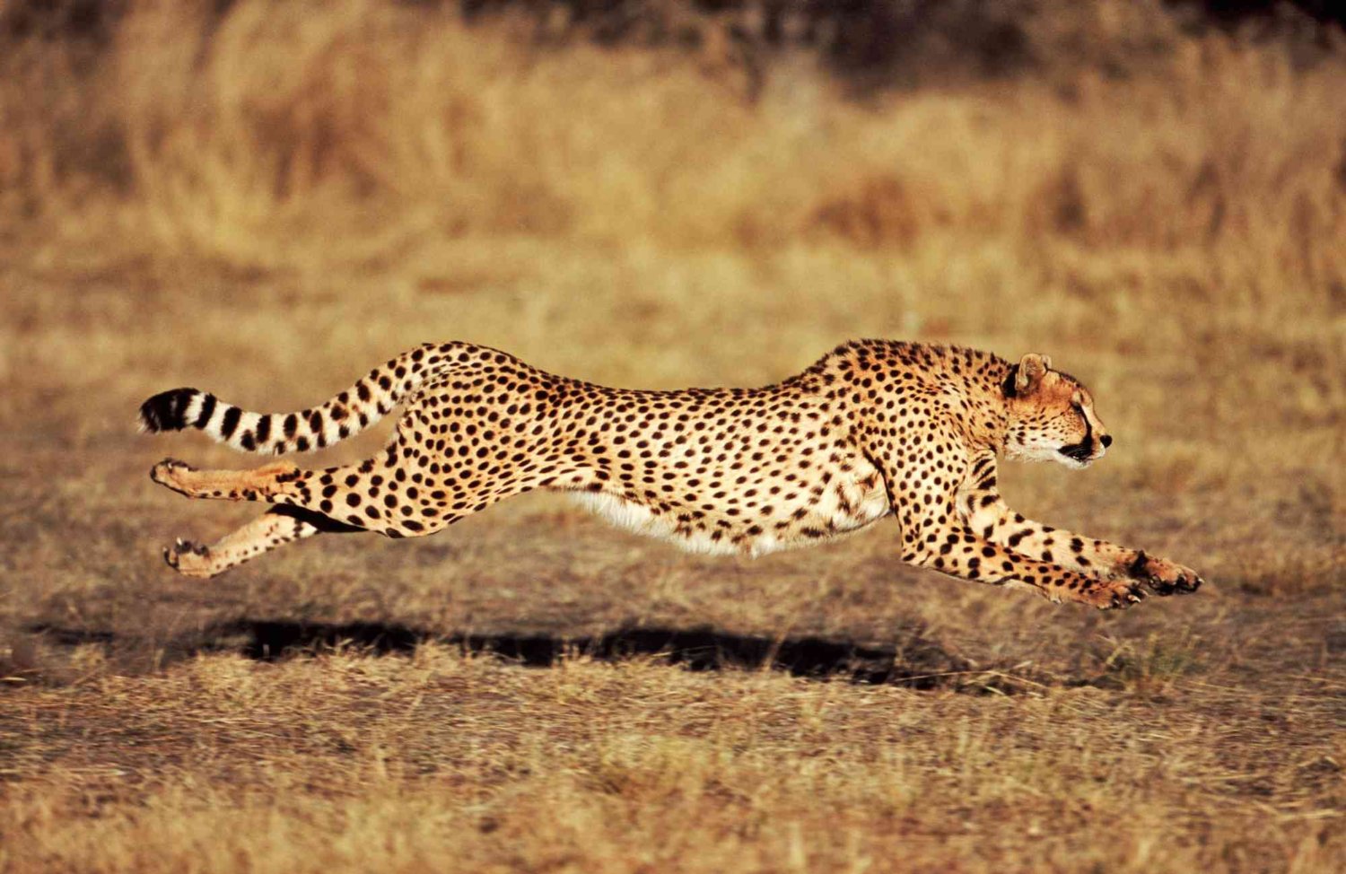 Running Cheetah Hd